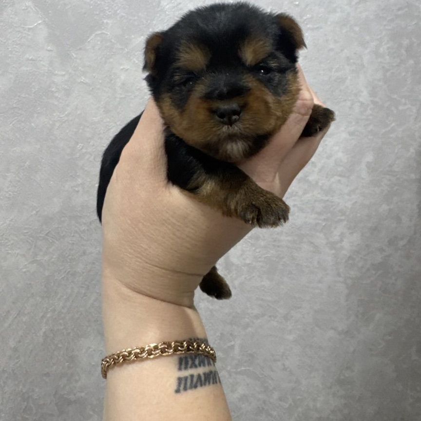 Йоркширский терьер, щенок