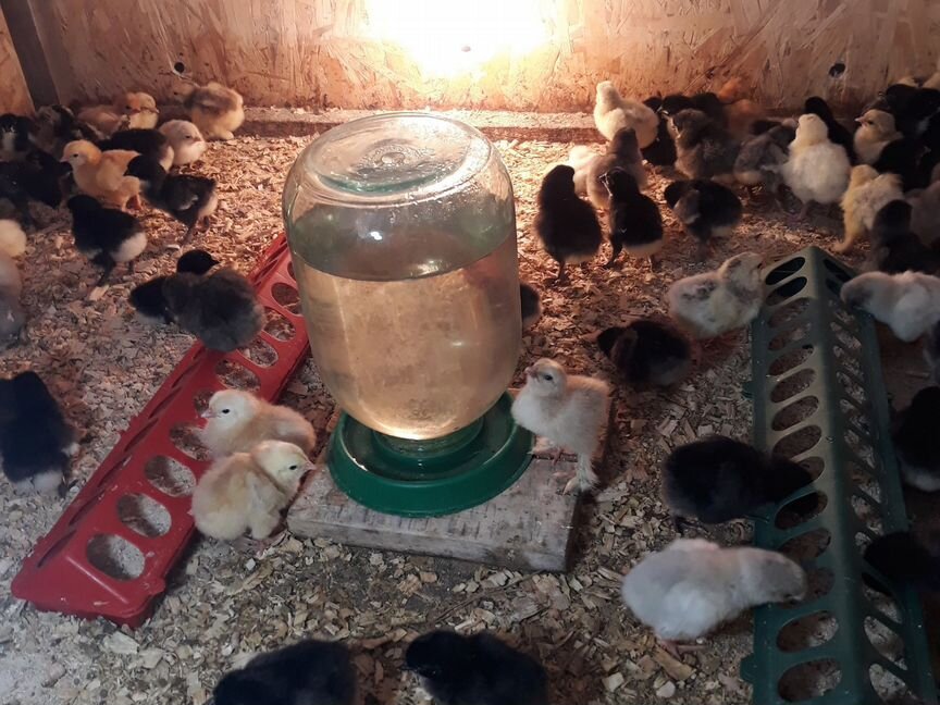 Цыплята суточные