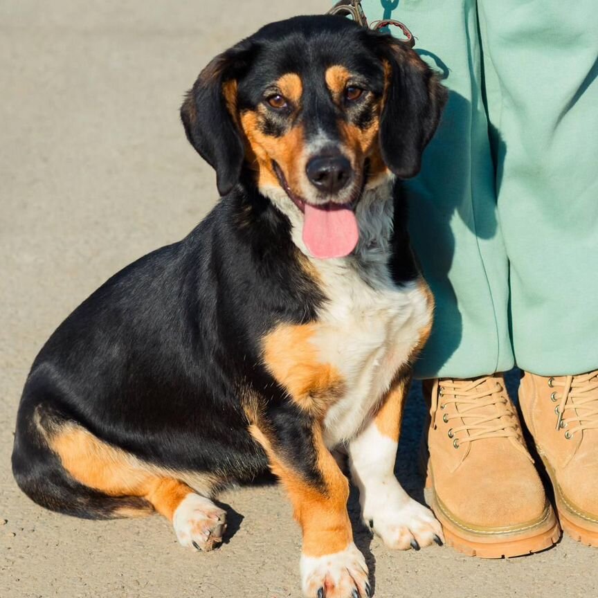 Взрослая собака в добрые руки
