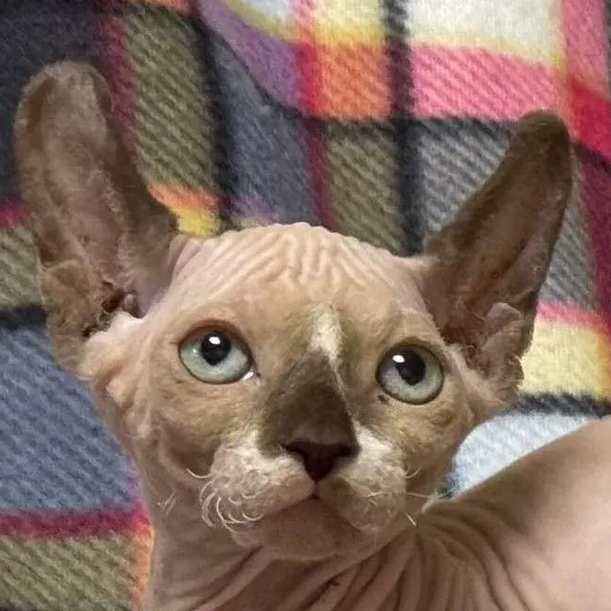 Канадский сфинкс котёнок