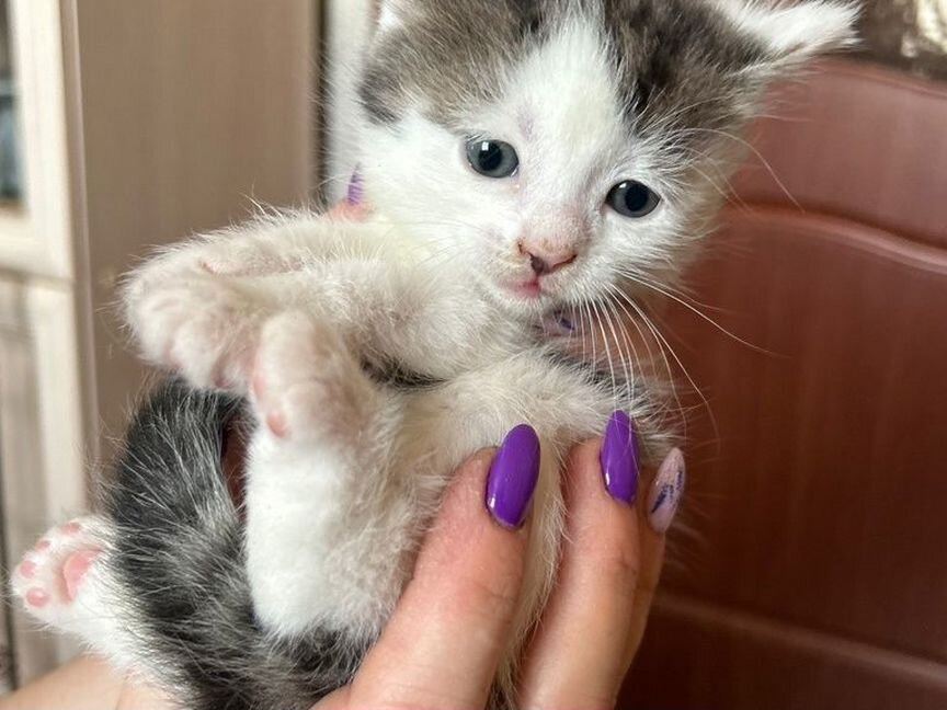 Кошка с маленькими котятами ищет временный дом