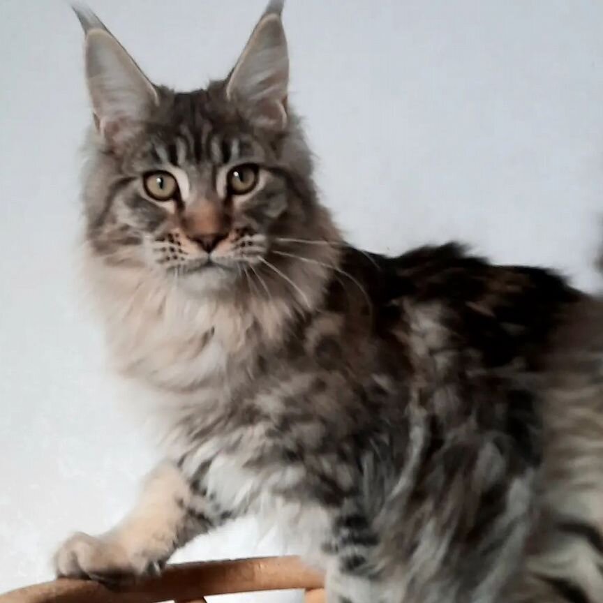 Мейн-кун Карина