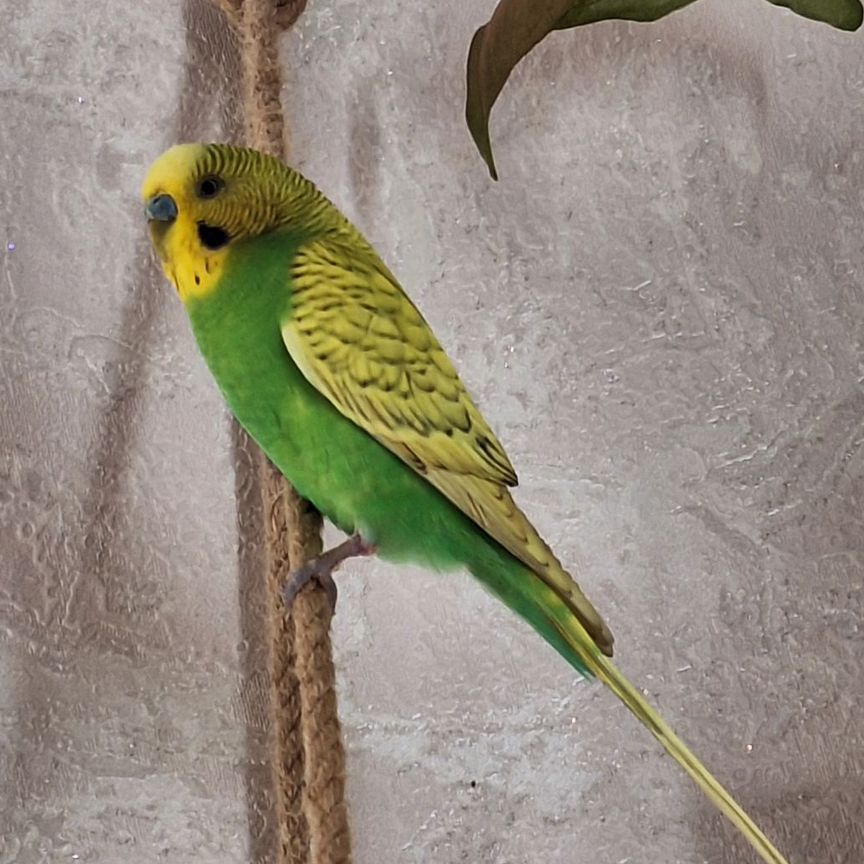 Волнистый попугай с клеткой