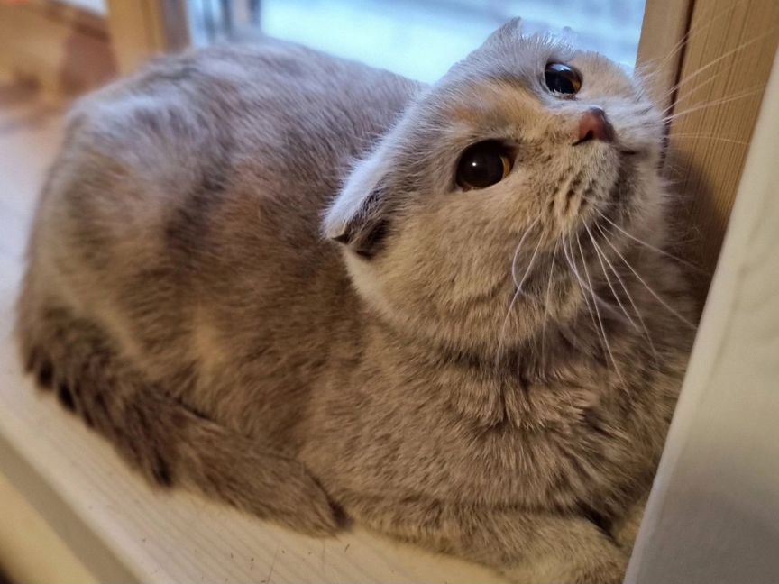 Кошка вислоухая 5 лет