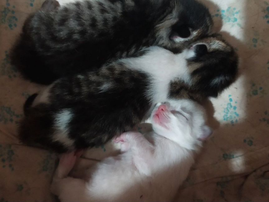 Котята в добрые руки бесплатно