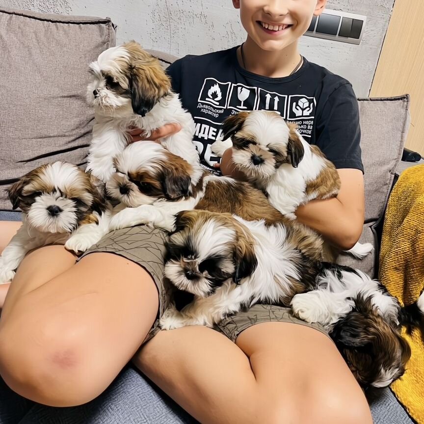 Ши-тцу, щенок