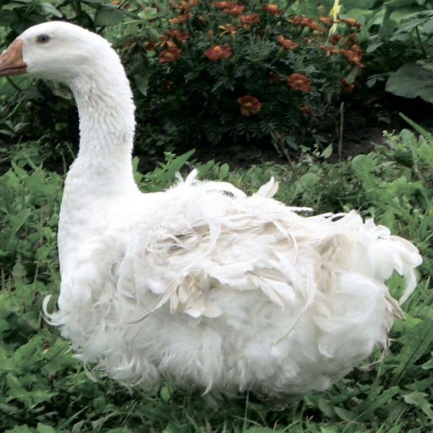 Гуси Курчавые (Ленточные)