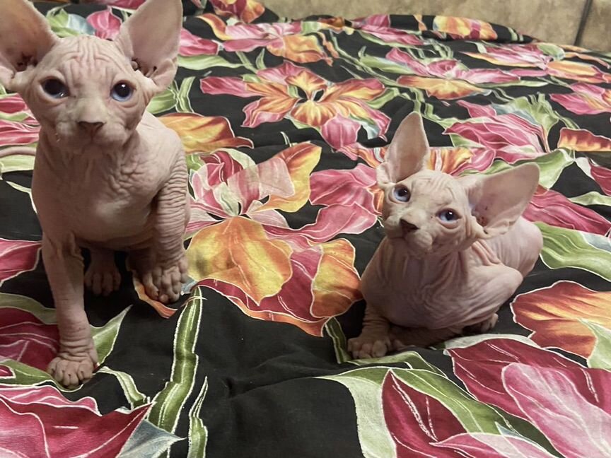 Канадский сфинкс" котята мальчики