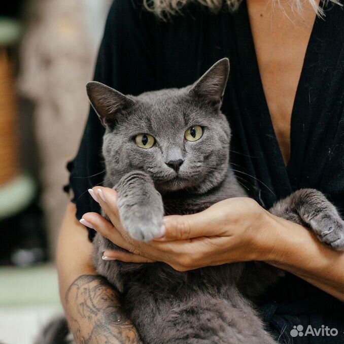 Кот Вилли ищет дом