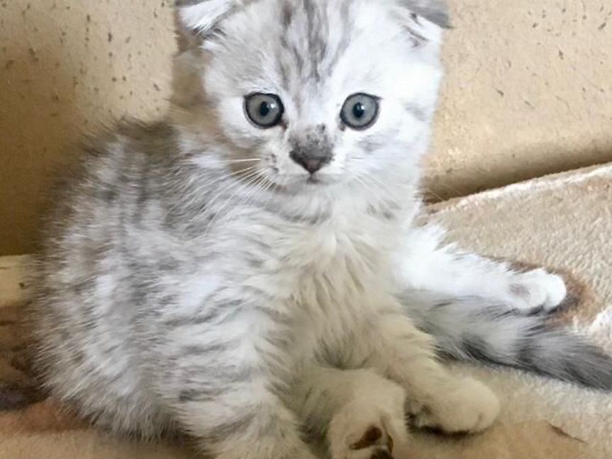 Шотландские котята