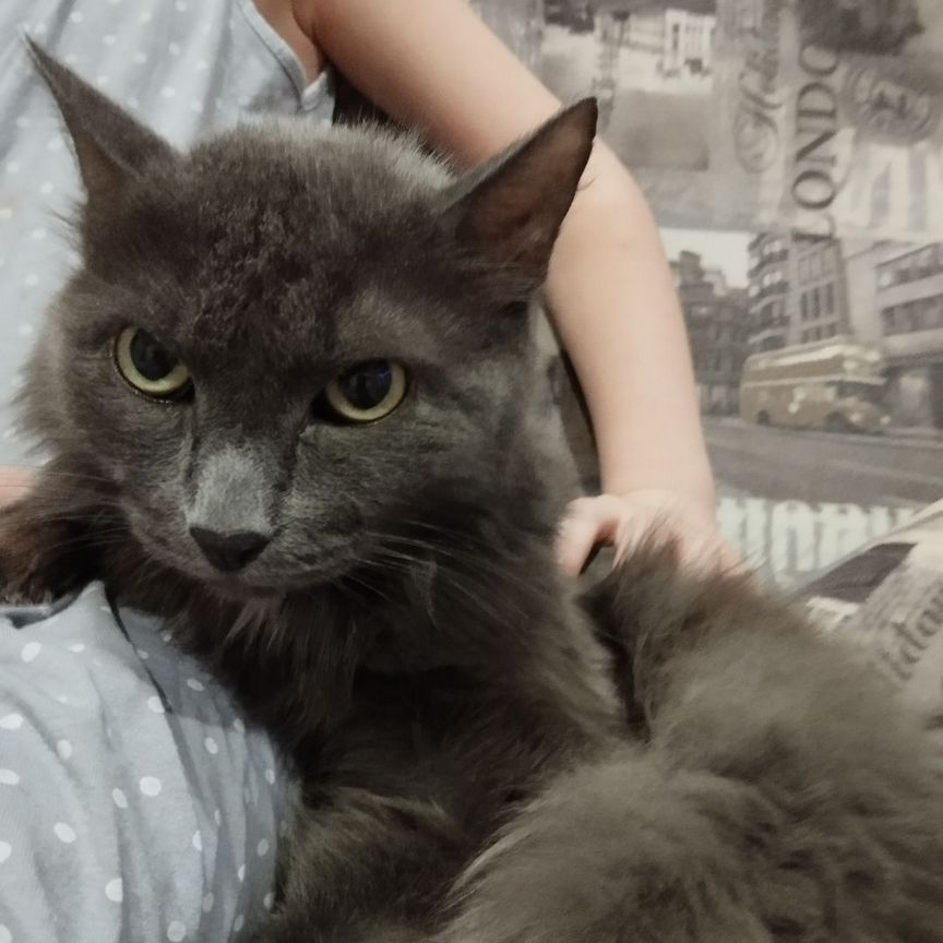 Кот Пушок