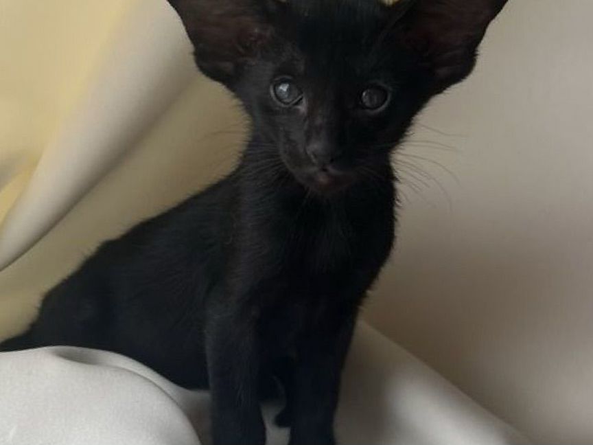 Ориентальные котята