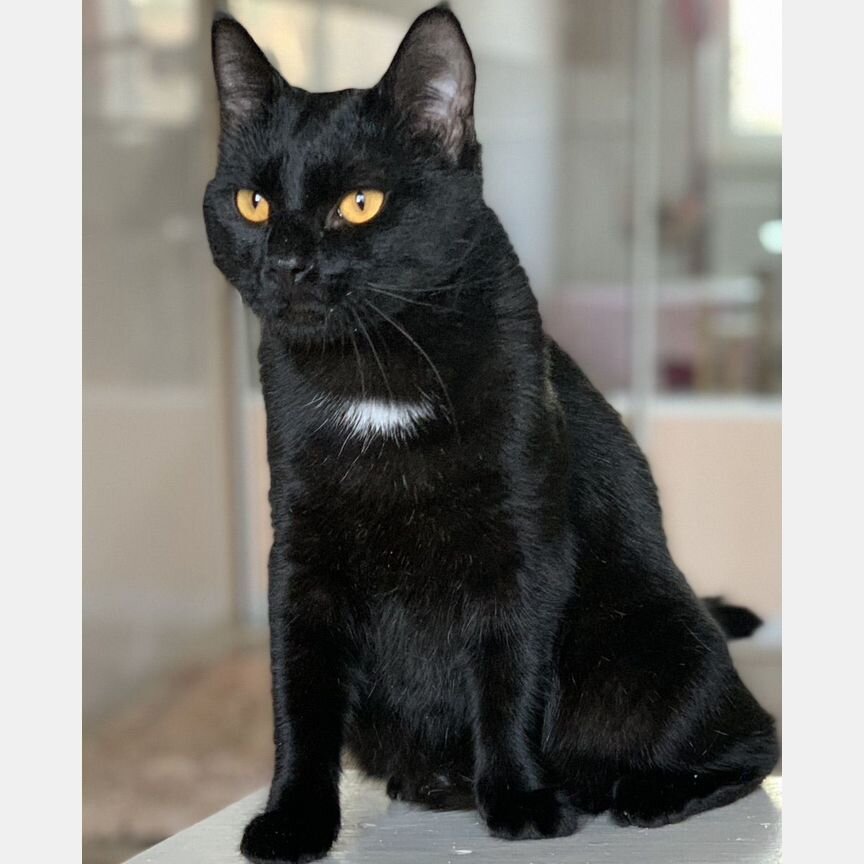 Кошки бесплатно