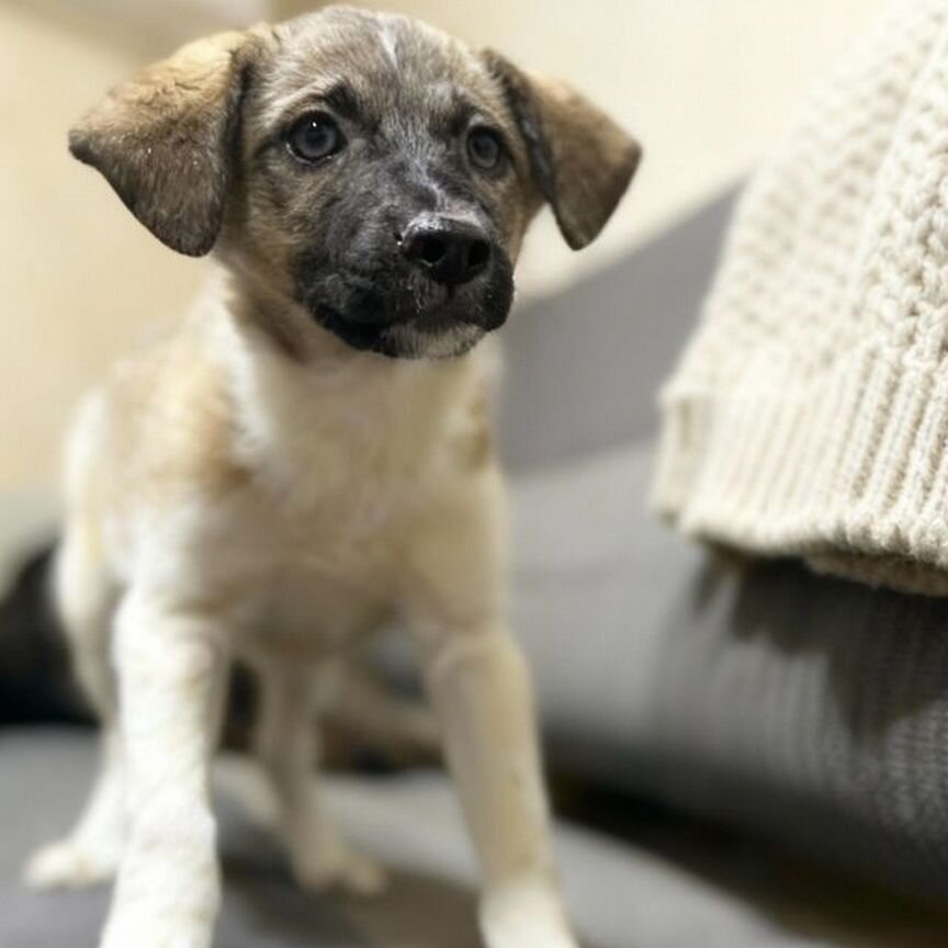 Щенок в добрые руки