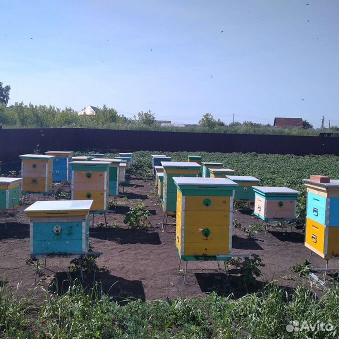 Продам пчелосемьи