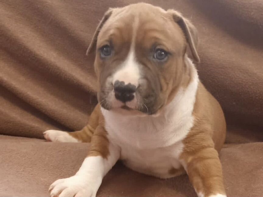 Щенки американского стаффордширского терьера