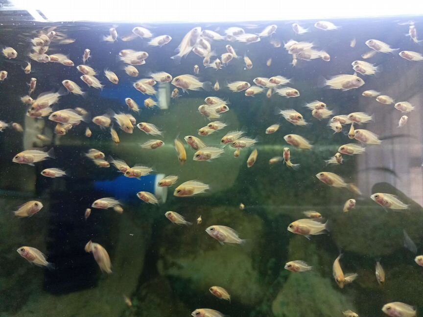 Белый попугай фламинго