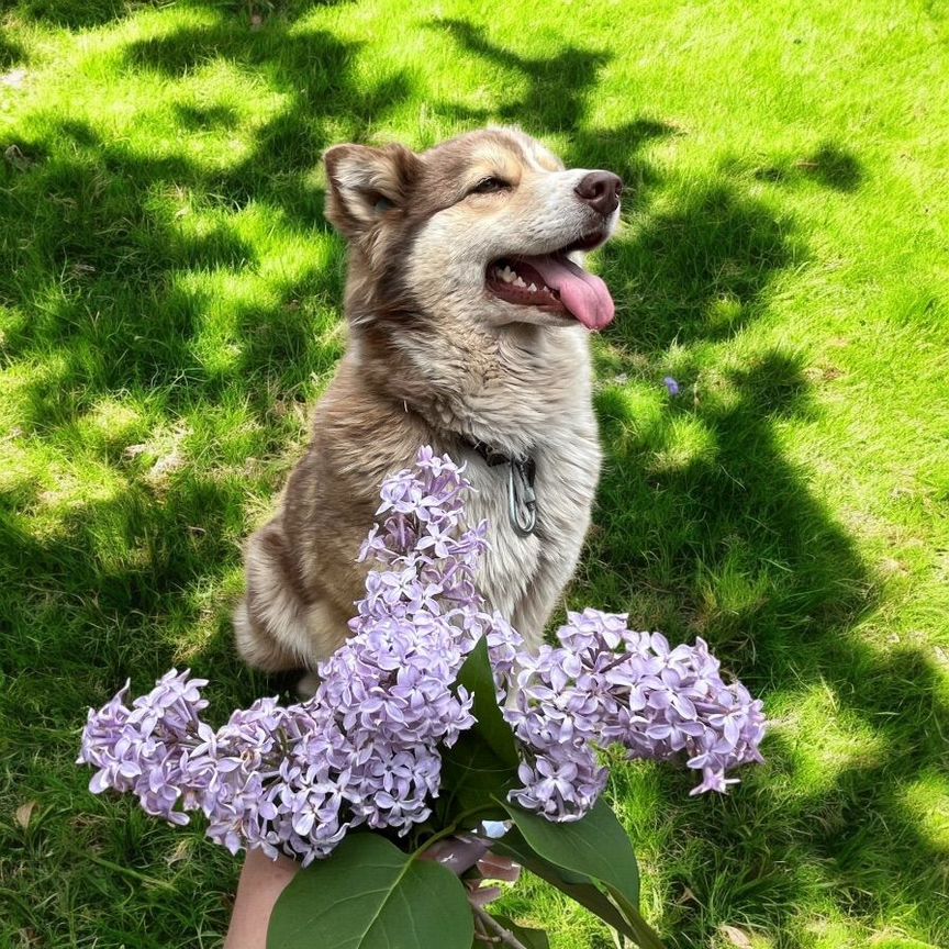 Хаски