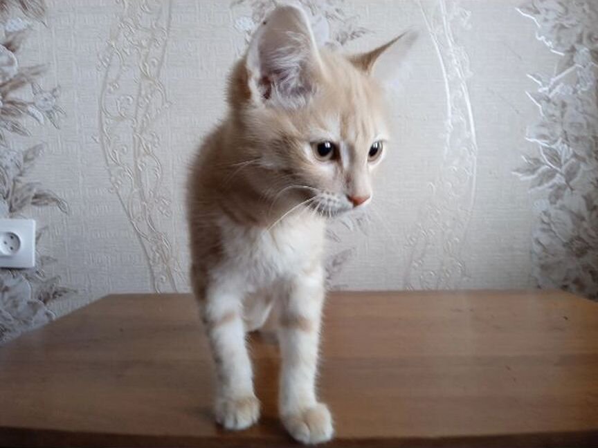 Котенок рыжик