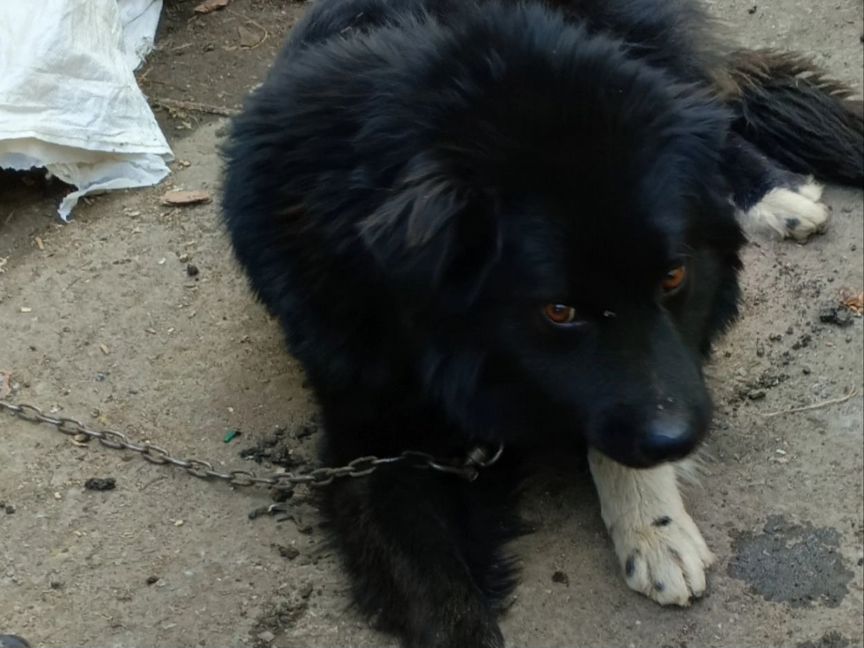 Собака ищет дом