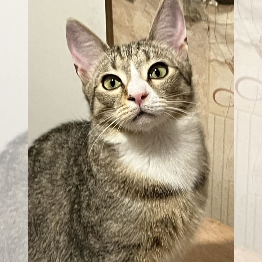 Котенок подросток Тимоша