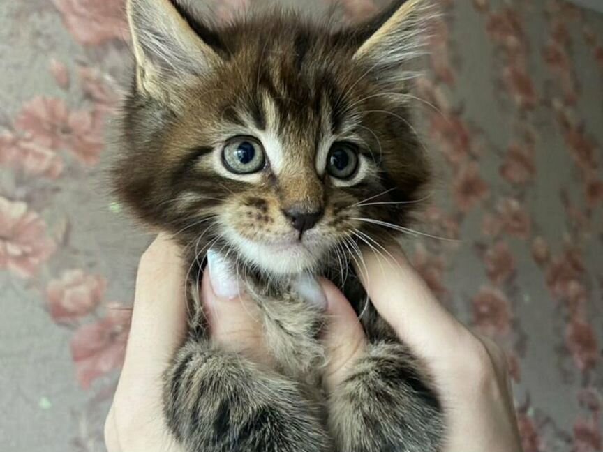 Твой крупный друг в семью