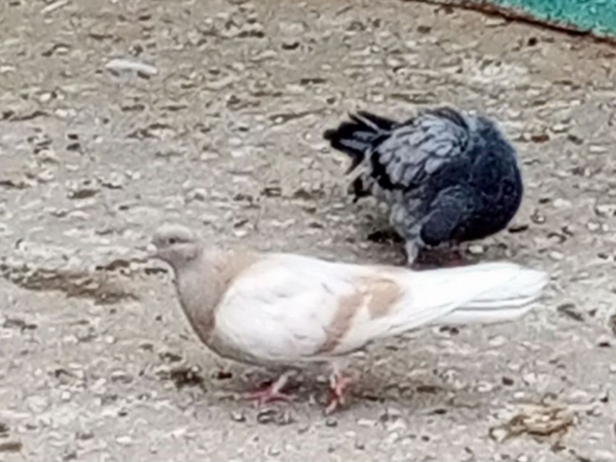 Продажа голубей