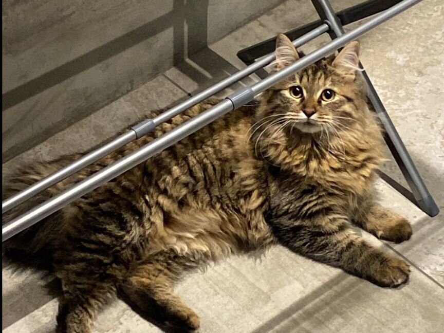 Кошка, порода сибирская, 6 месяц