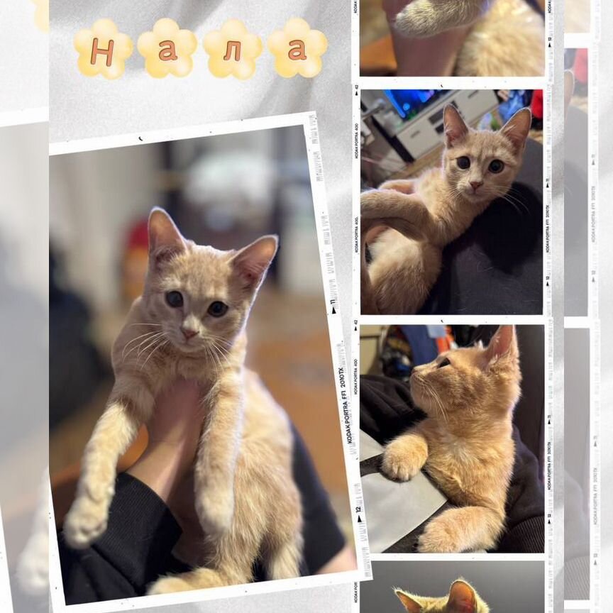 Котёнок в добрые руки