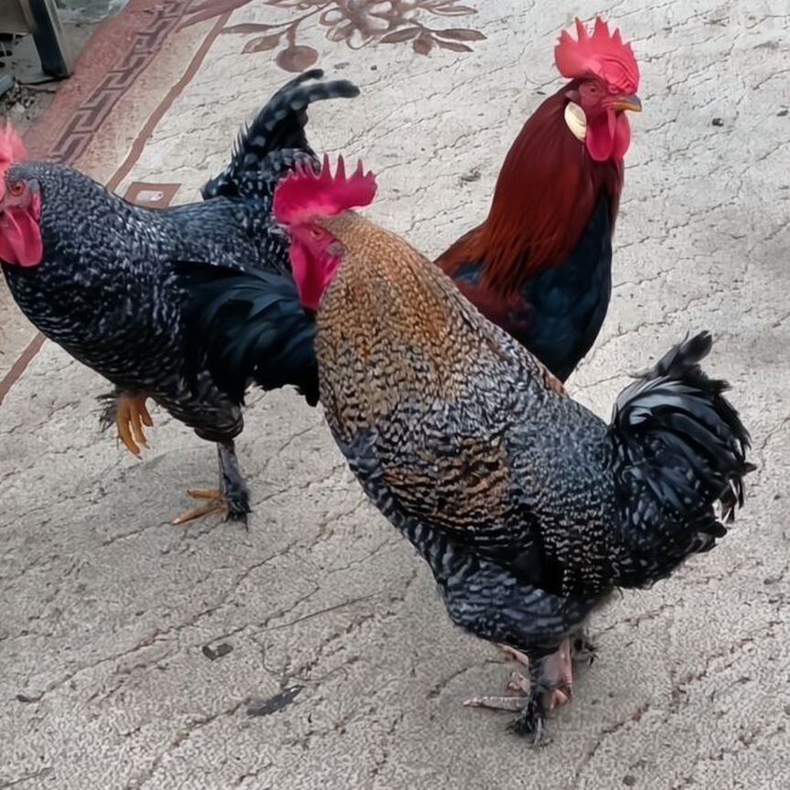 Куры и петухи домашние
