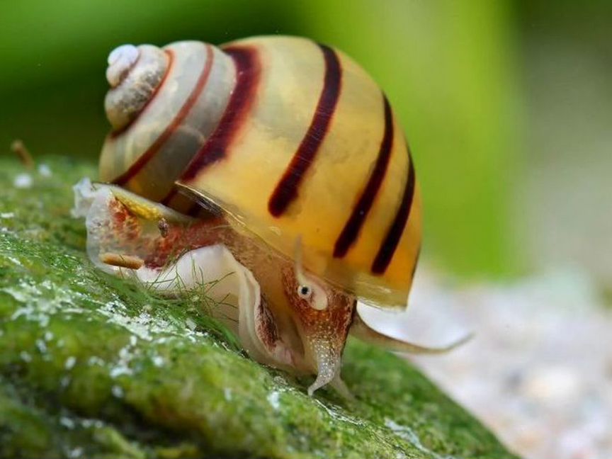 Улитка спикси эльф