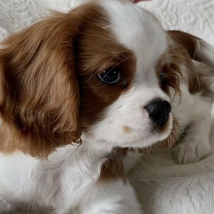 Кавалер кинг-чарльз-спаниель, щенок