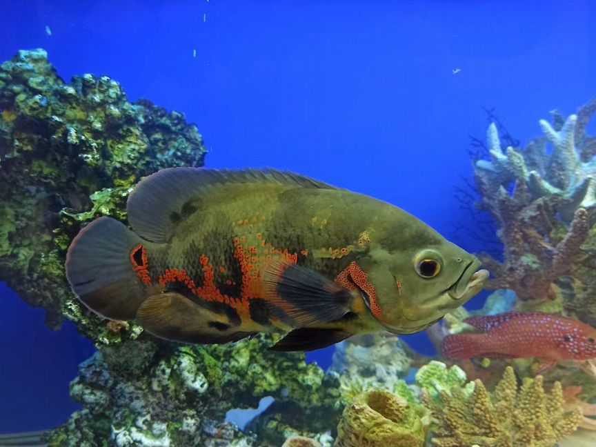 Аквариумные рыбки