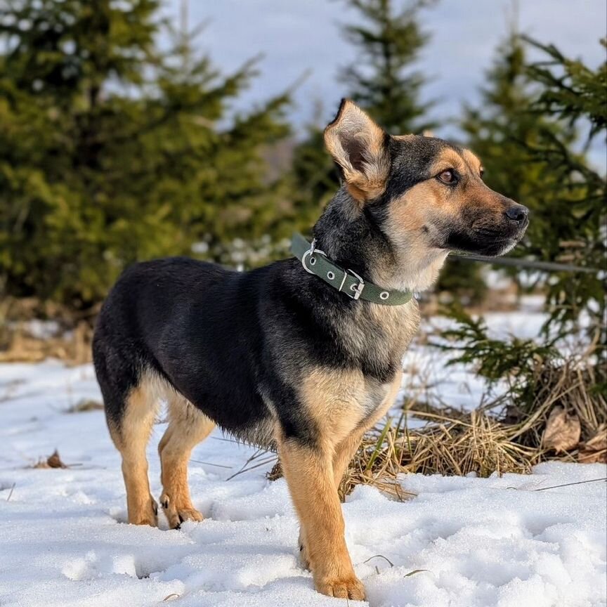 Маленькая собачка в добрые руки