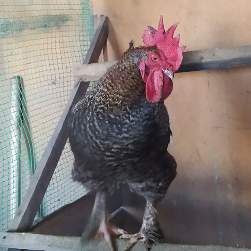 Молодые петухи