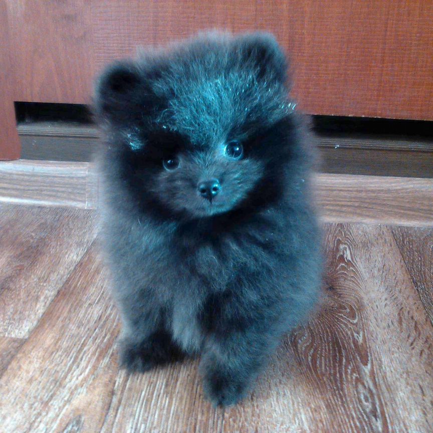 Шпиц чудо мальчишка