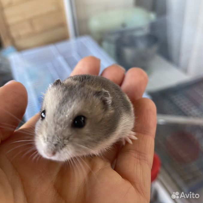 Джунгарский хомяк бесплатно