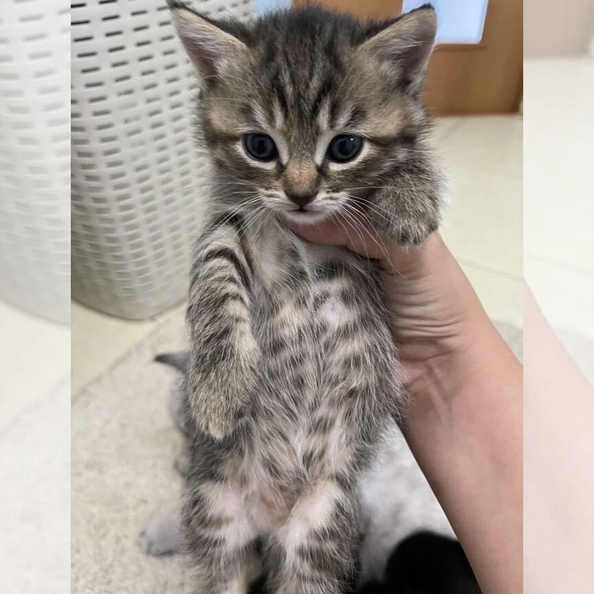 Полубританцы котята