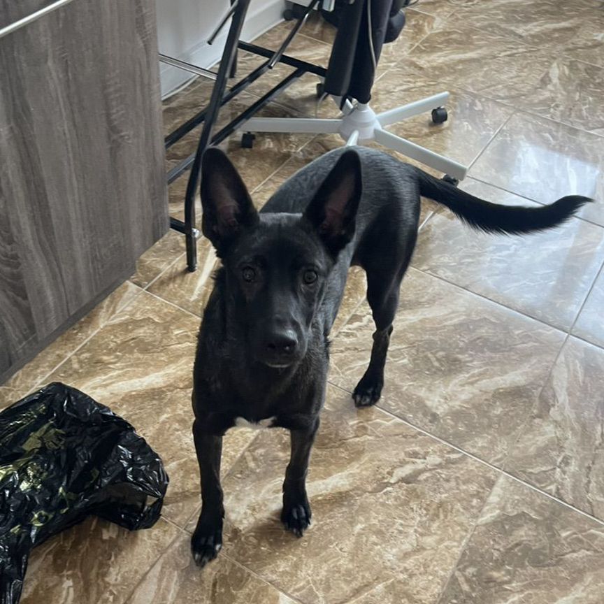 Бельгийская овчарка, щенок