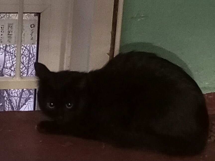 Черный котенок в добрые руки