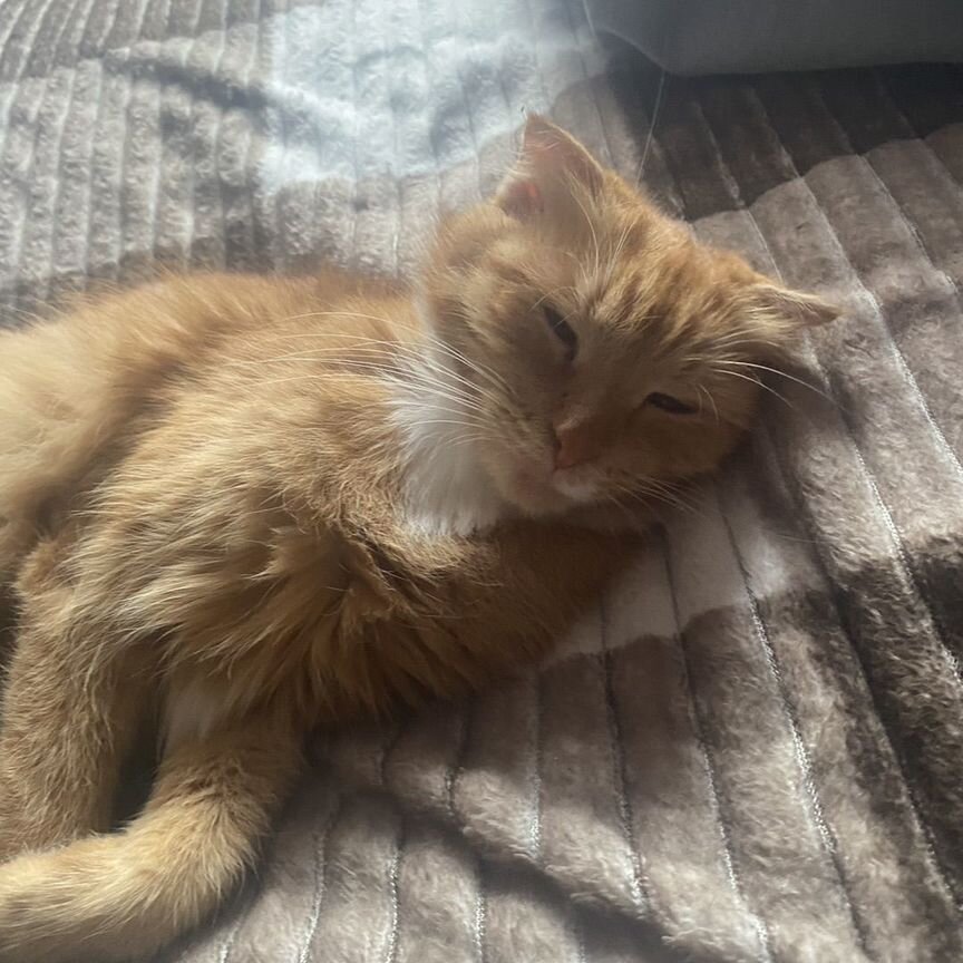 Отдам Кошку и Кота в добрые, хорошие руки)