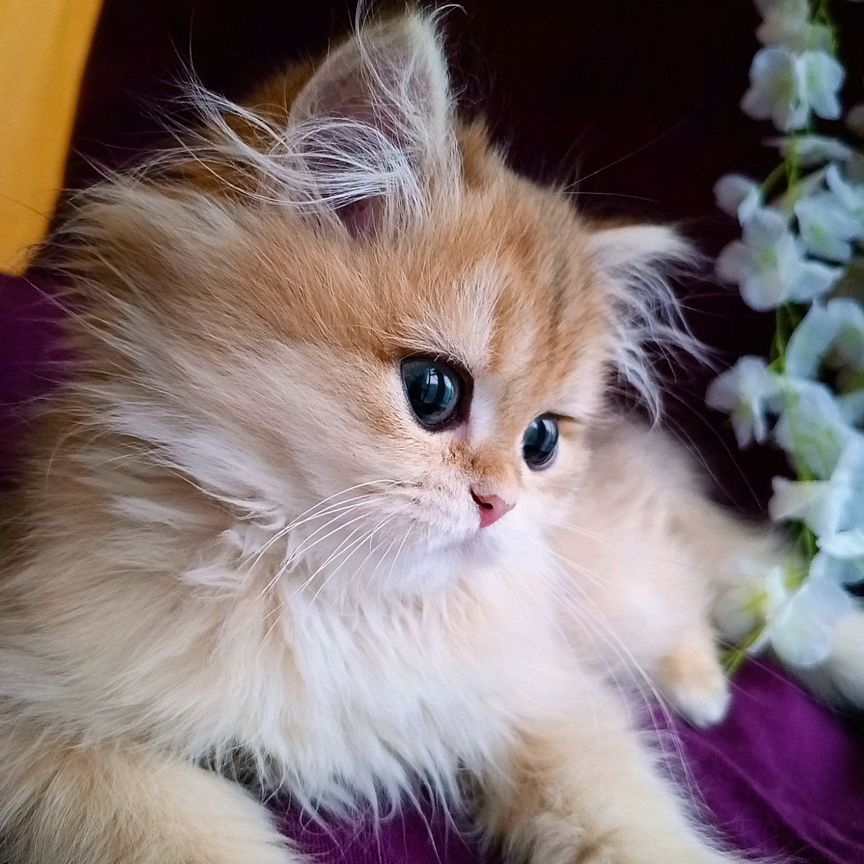 Британская золотая шиншилла длинношерстная