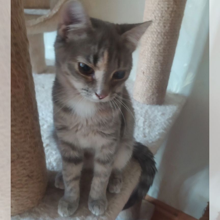 Кошка лейкоз не приговор