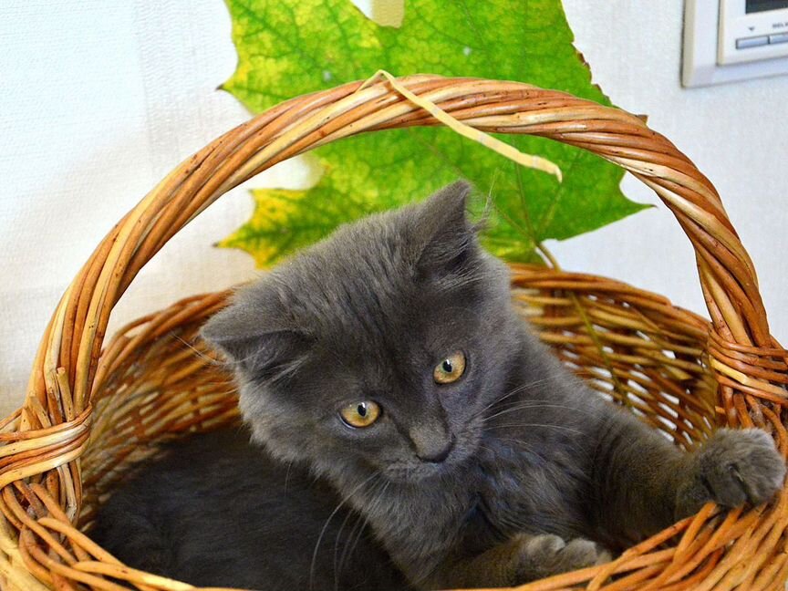 Котенок в шляпе фенотип нибелунг в дар бесплатно