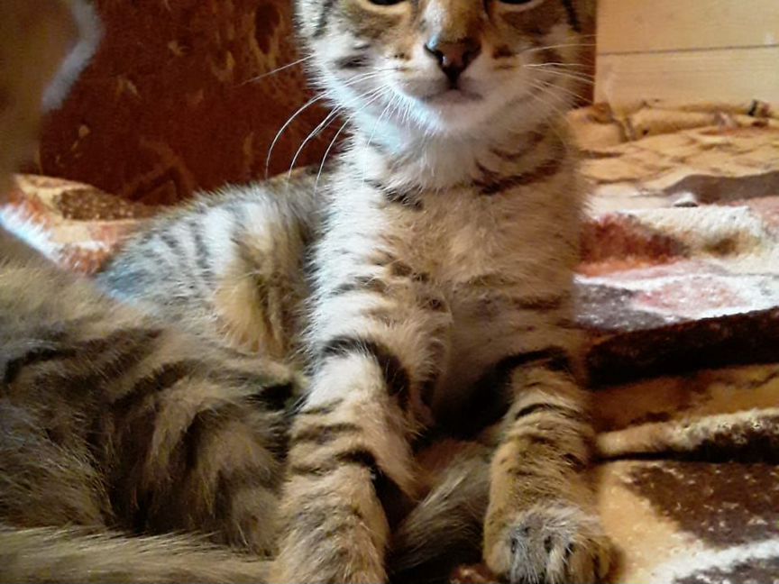 Котенок девочка в дар