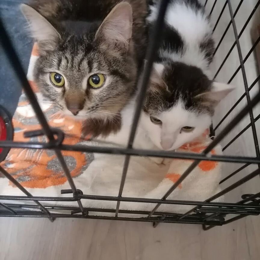 Котики