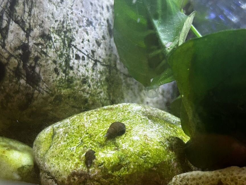 Аквариумное животное