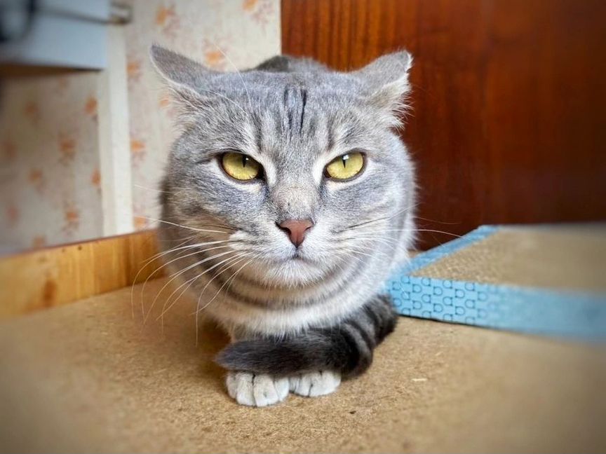 Серая полосатая кошечка