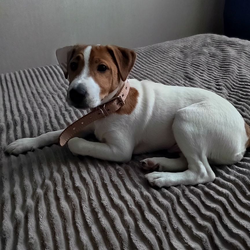 Джек-рассел-терьер, щенок