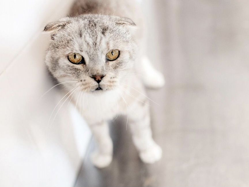 Шотландский котик в добрые руки бесплатно